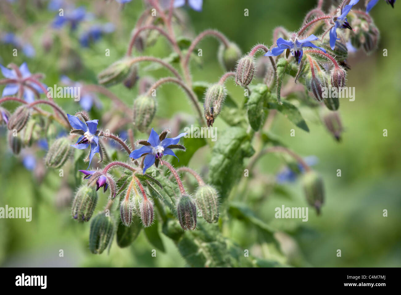 Pianta di borragine immagini e fotografie stock ad alta risoluzione - Alamy