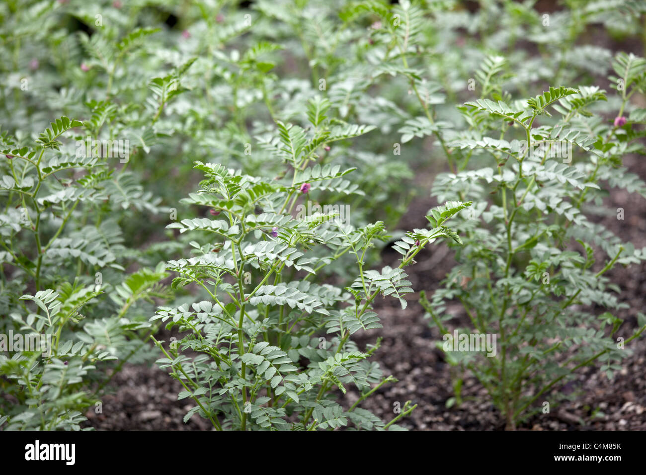 Piante di ceci immagini e fotografie stock ad alta risoluzione - Alamy