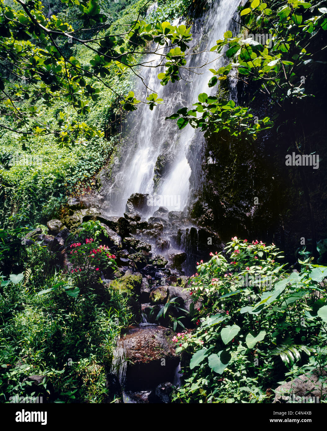Cascata che cresce lussureggiante tropicale immagini e fotografie stock ...