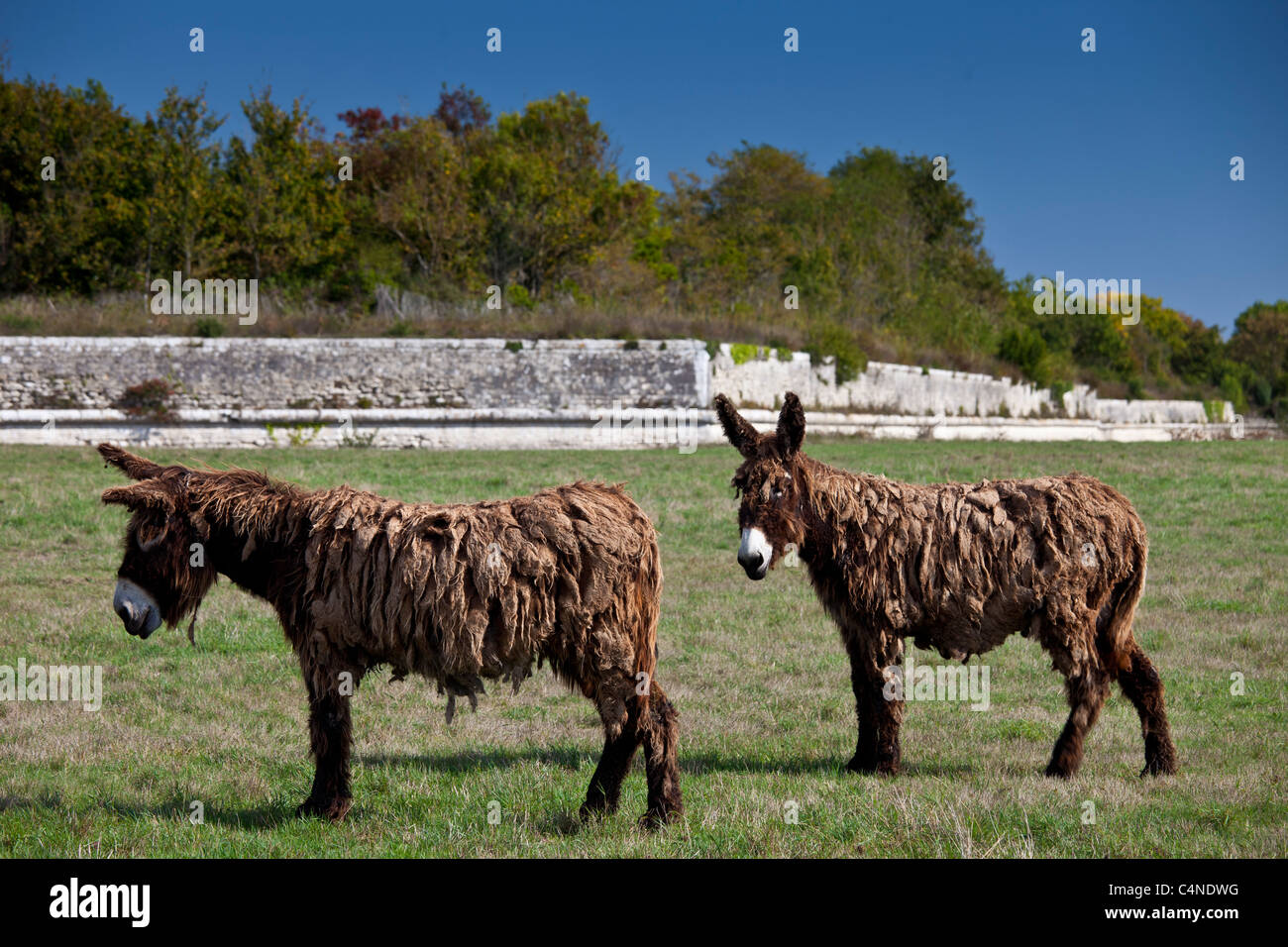 2 asini a due asini immagini e fotografie stock ad alta risoluzione - Alamy