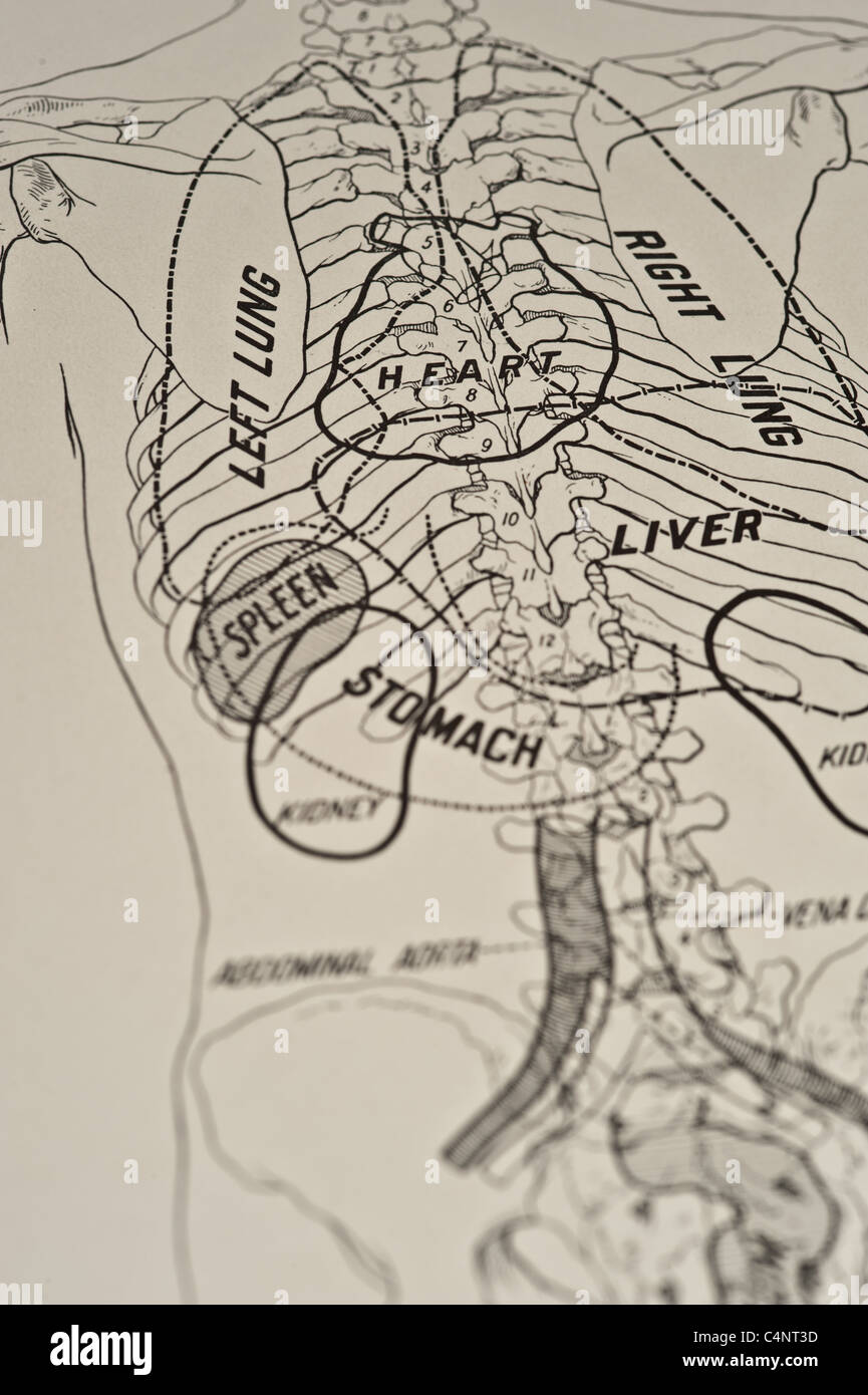 Antica Illustrazione medica di viscere umane, gli organi interni e la ...