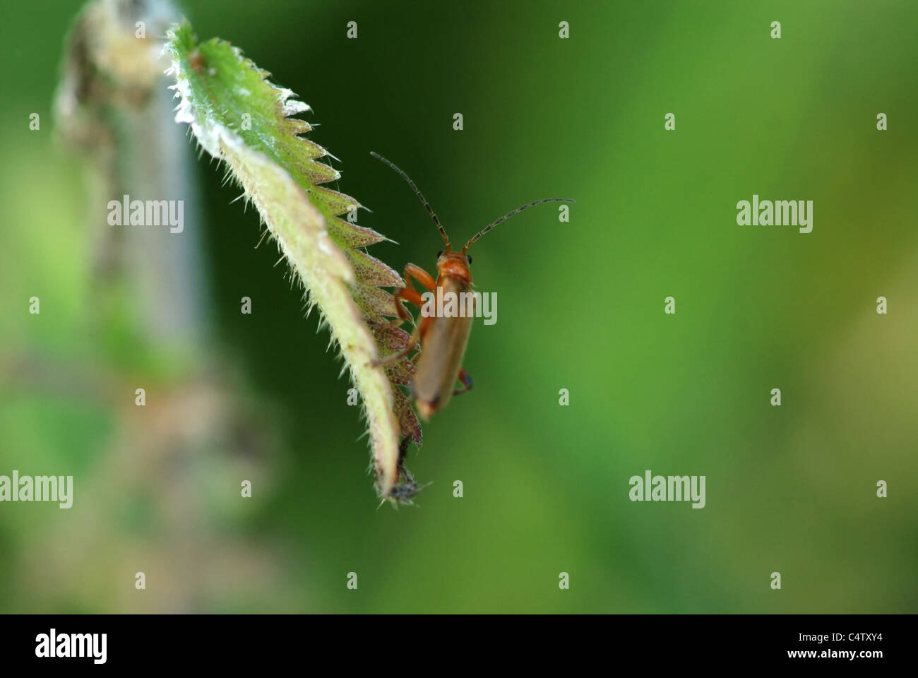 Soldato di arancia immagini e fotografie stock ad alta risoluzione - Alamy