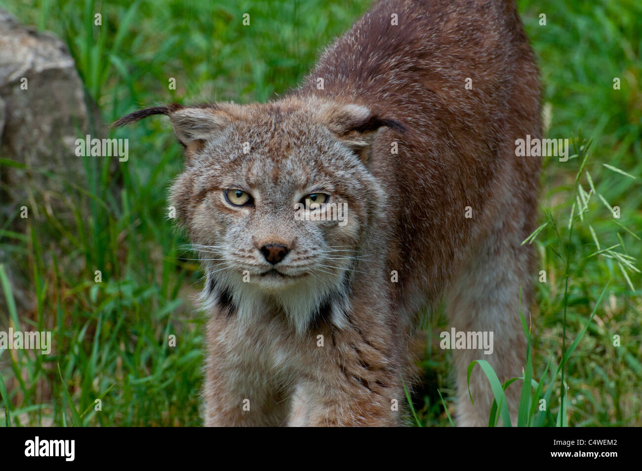 Canadian lynx lynx canadensis immagini e fotografie stock ad alta ...
