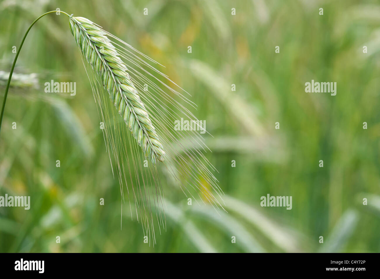 Secale rye secale cereale seed immagini e fotografie stock ad alta ...