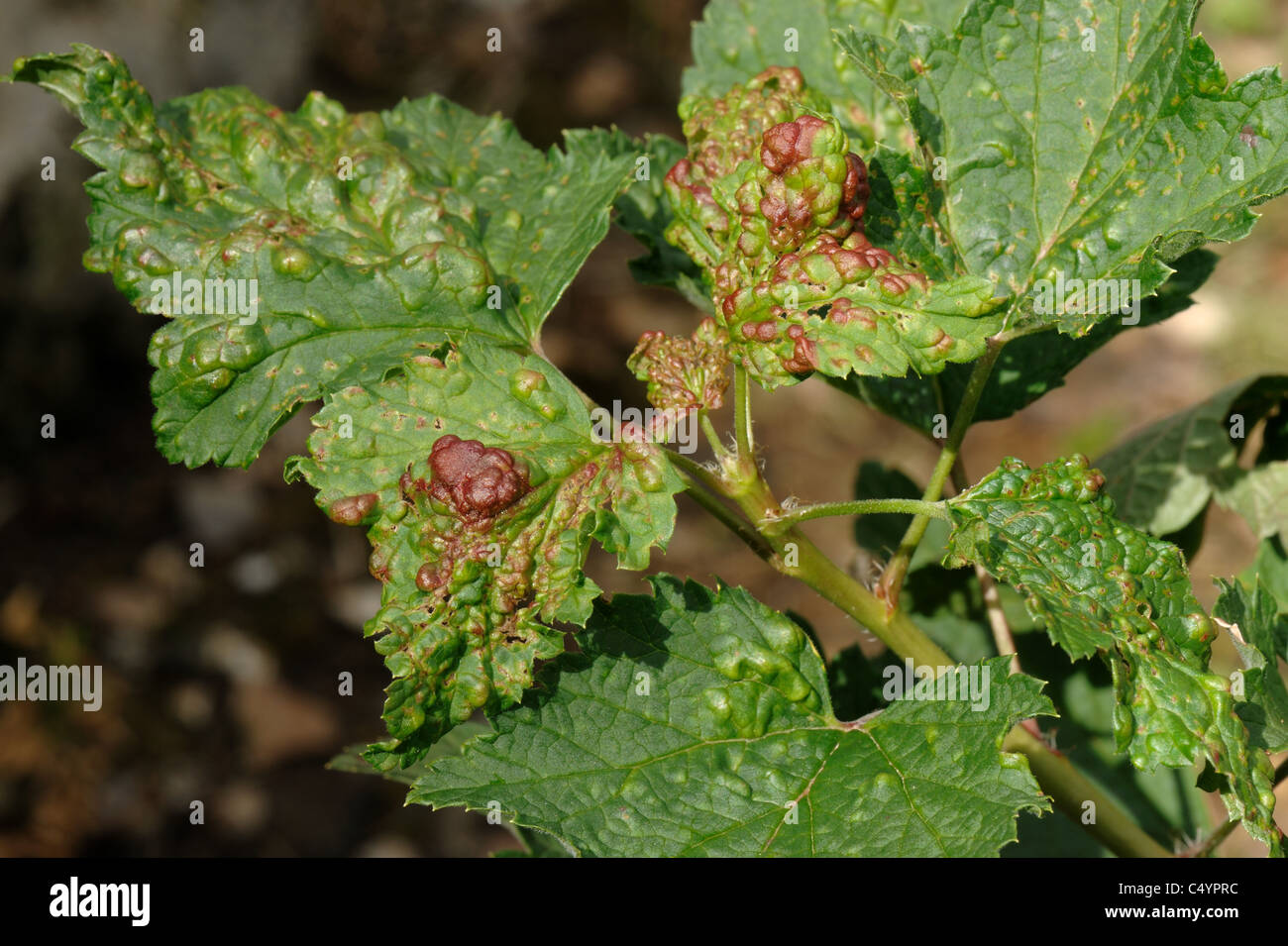 Ribes rosso blister (afide Cryptomyzus ribis) colorato di rosso bolle ...