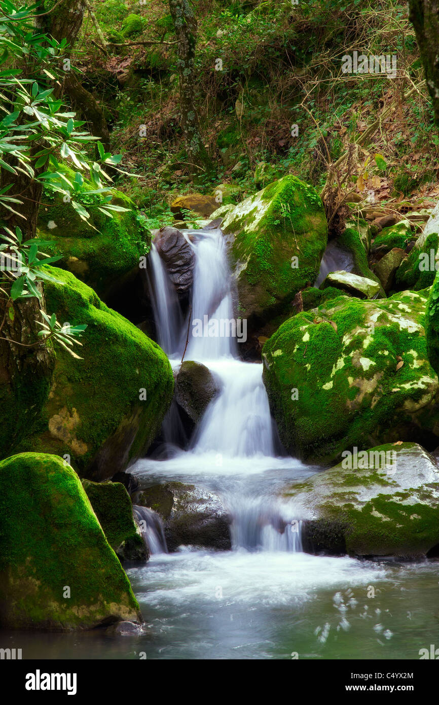 Cascate fiume ambiente los alcornocales parco naturale immagini e ...