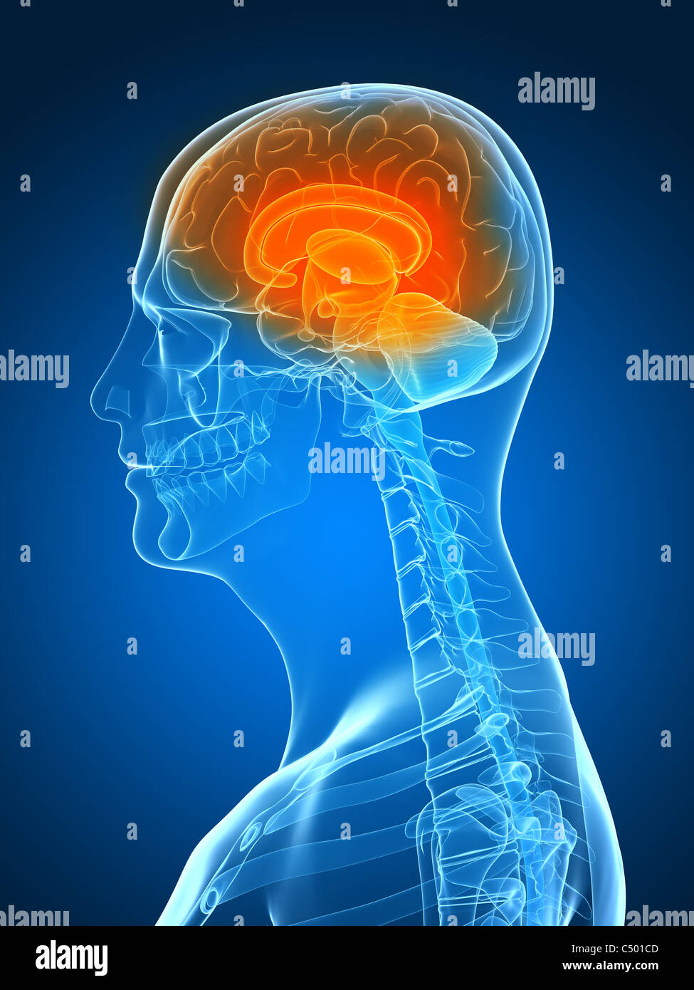 Encefalo umano immagini e fotografie stock ad alta risoluzione - Alamy