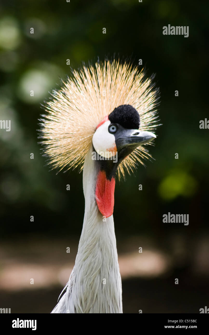 Grandi gru crestate immagini e fotografie stock ad alta risoluzione - Alamy