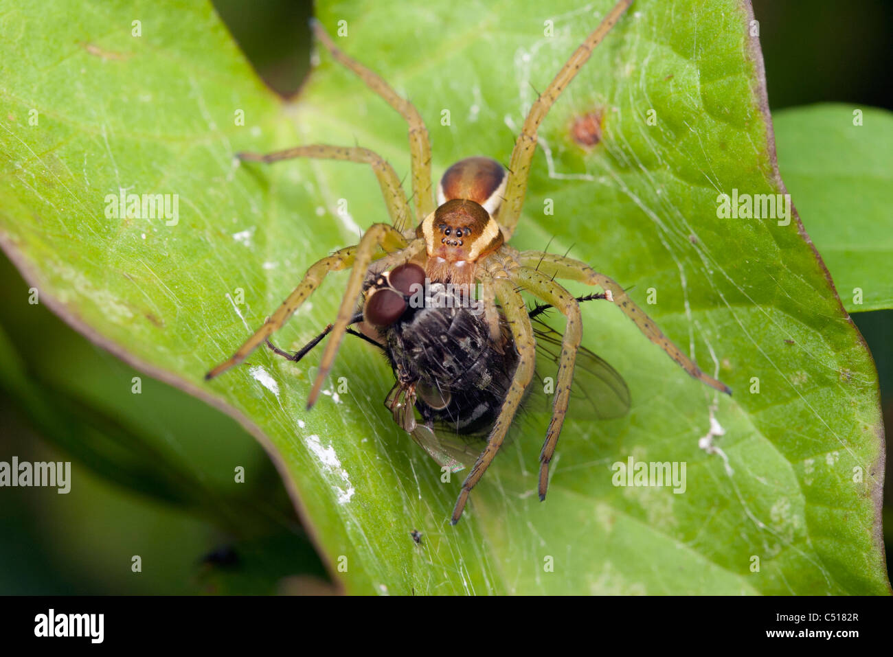Mosca ragno immagini e fotografie stock ad alta risoluzione - Alamy