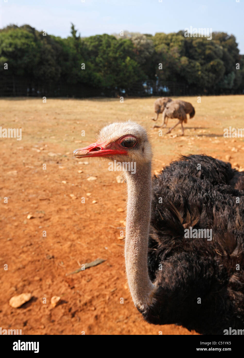 Occhio di struzzo immagini e fotografie stock ad alta risoluzione - Alamy