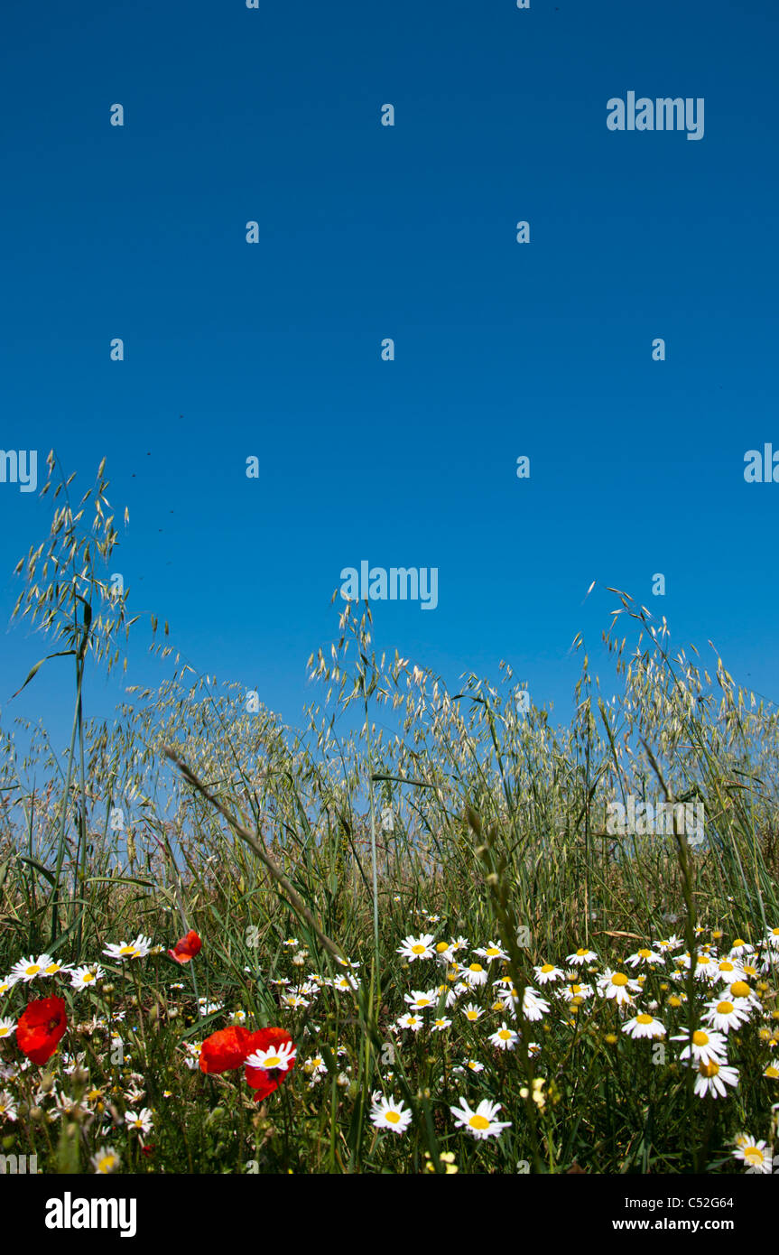 Avena selvatica immagini e fotografie stock ad alta risoluzione - Alamy