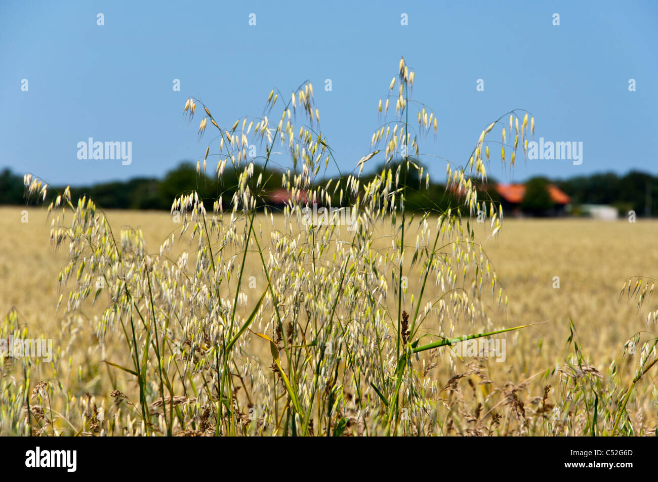 Avena selvatica immagini e fotografie stock ad alta risoluzione - Alamy