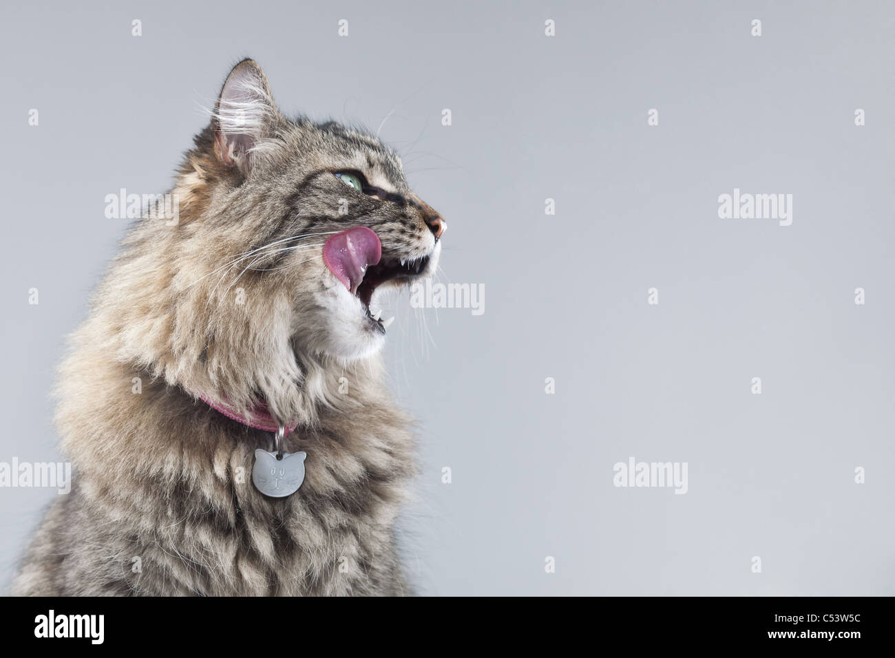 Gatto rosa immagini e fotografie stock ad alta risoluzione - Alamy