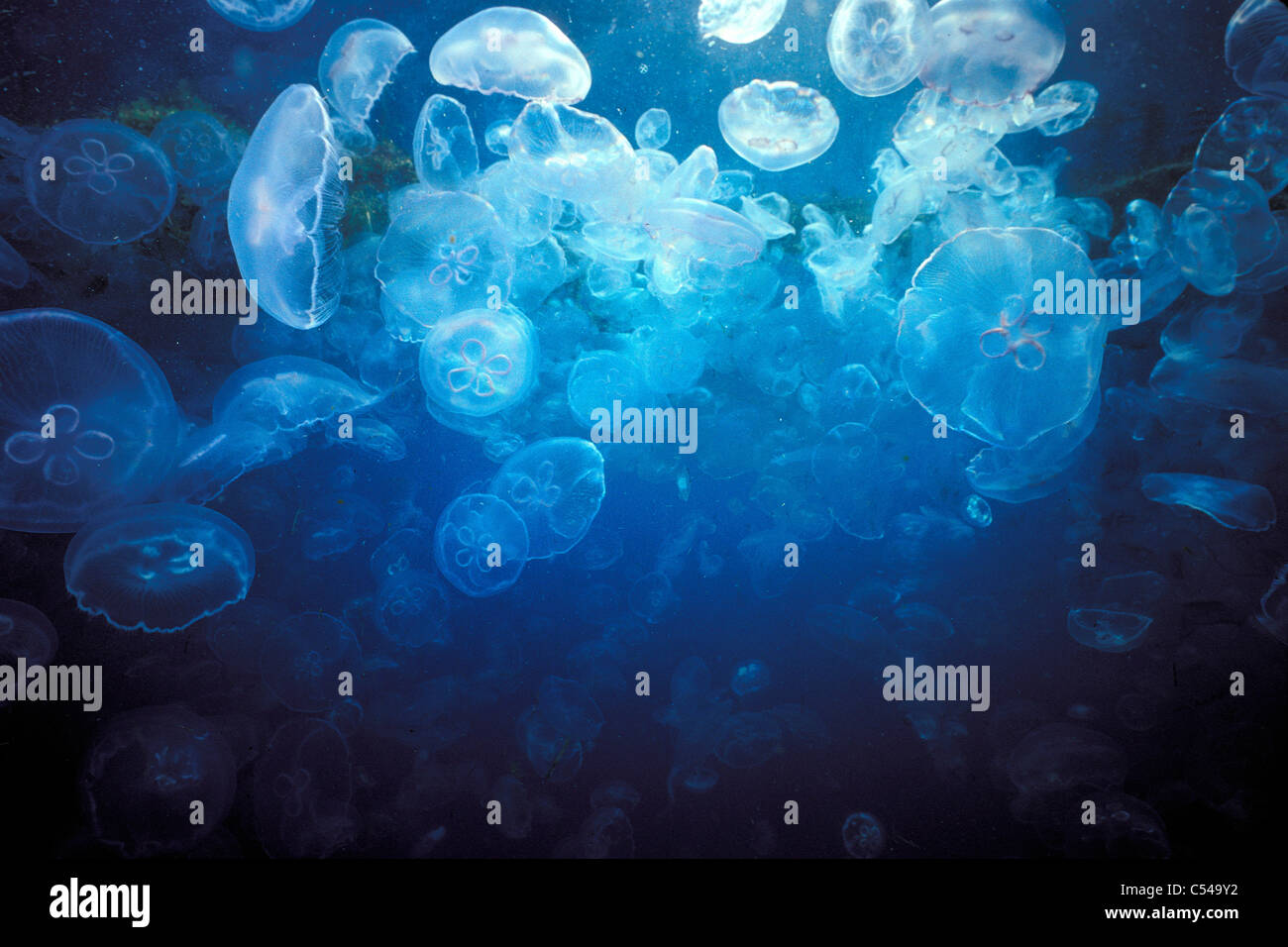 Luna meduse, aurelia aurita, mar dei Caraibi e Oceano atlantico Foto ...