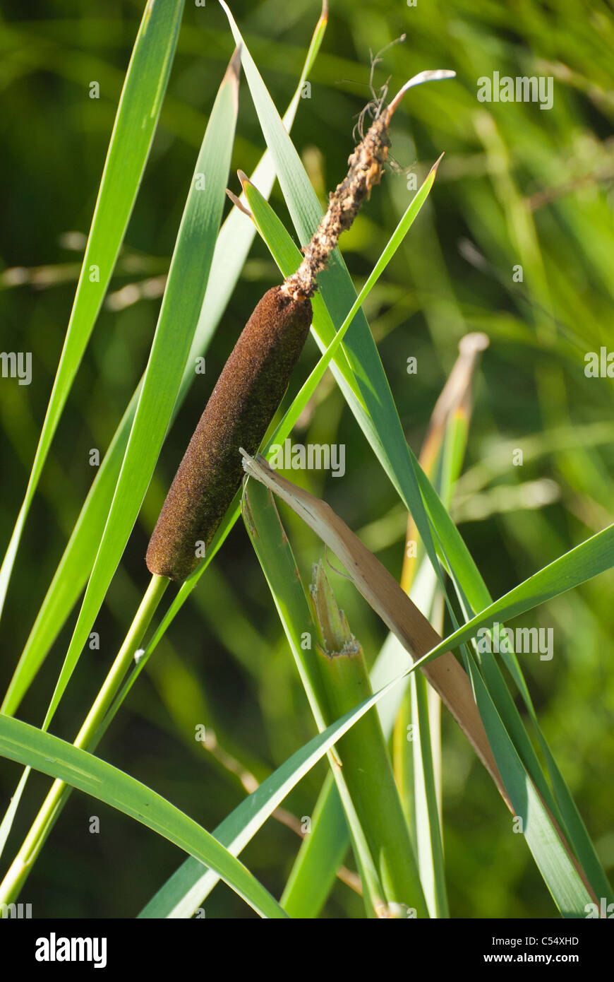 Pianta di giunco immagini e fotografie stock ad alta risoluzione - Alamy