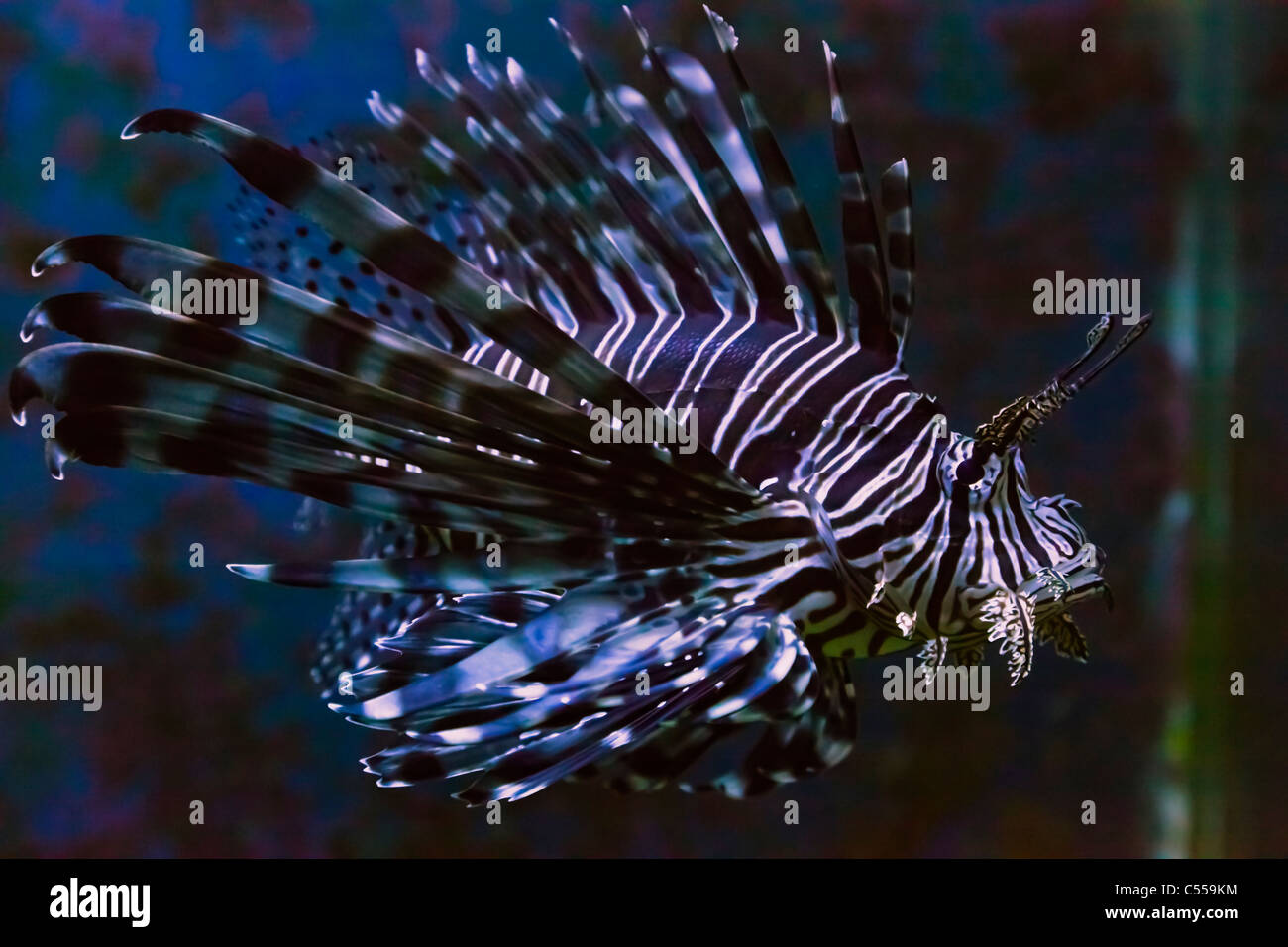 Pesce leone immagini e fotografie stock ad alta risoluzione - Alamy