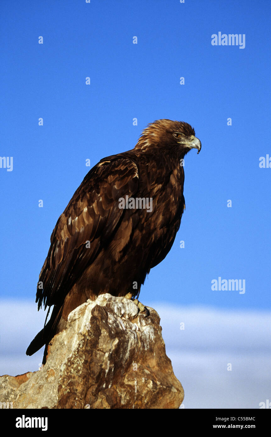 Aquila reale aquila chrysaetos con preda su roccia immagini e ...