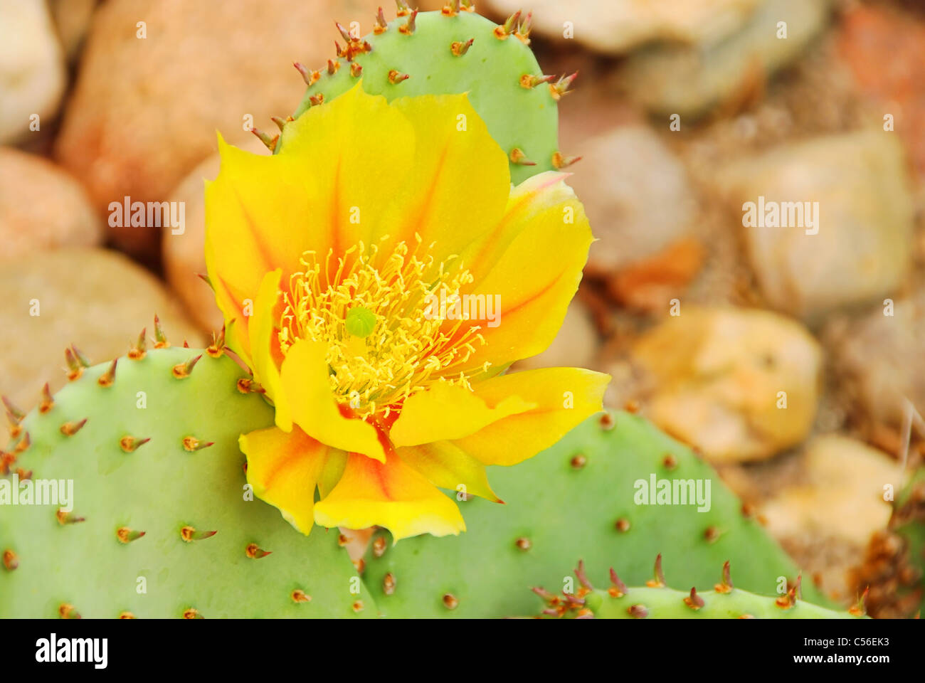 Opuntia opuntia immagini e fotografie stock ad alta risoluzione - Alamy