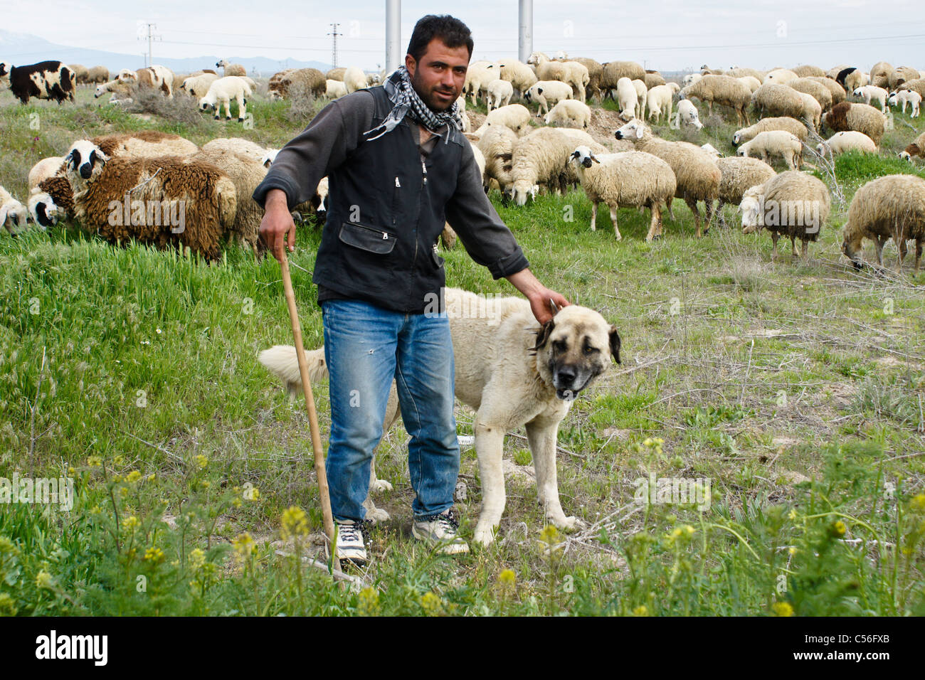 Pastore e cane da guardia con il gregge di pecore, Anatolia, Turchia ...