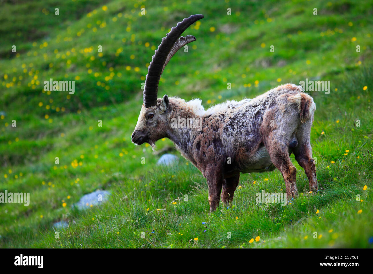 1, Alpi, la fauna La fauna alpina, Alpine, montagna, mountain fauna ...