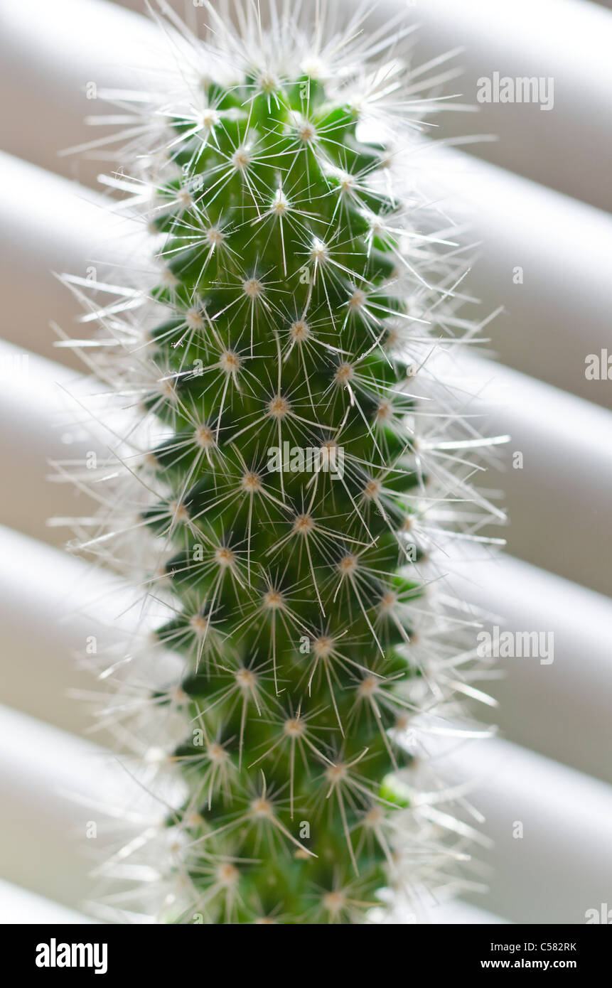 Cactus pianta da interno immagini e fotografie stock ad alta ...
