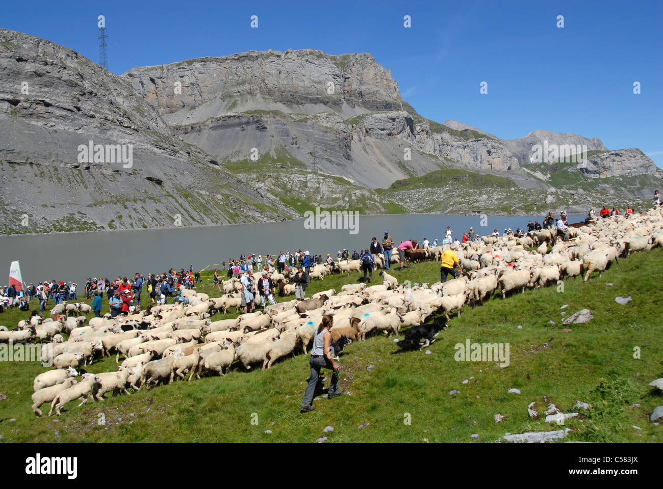 Pastori e pecore immagini e fotografie stock ad alta risoluzione - Alamy