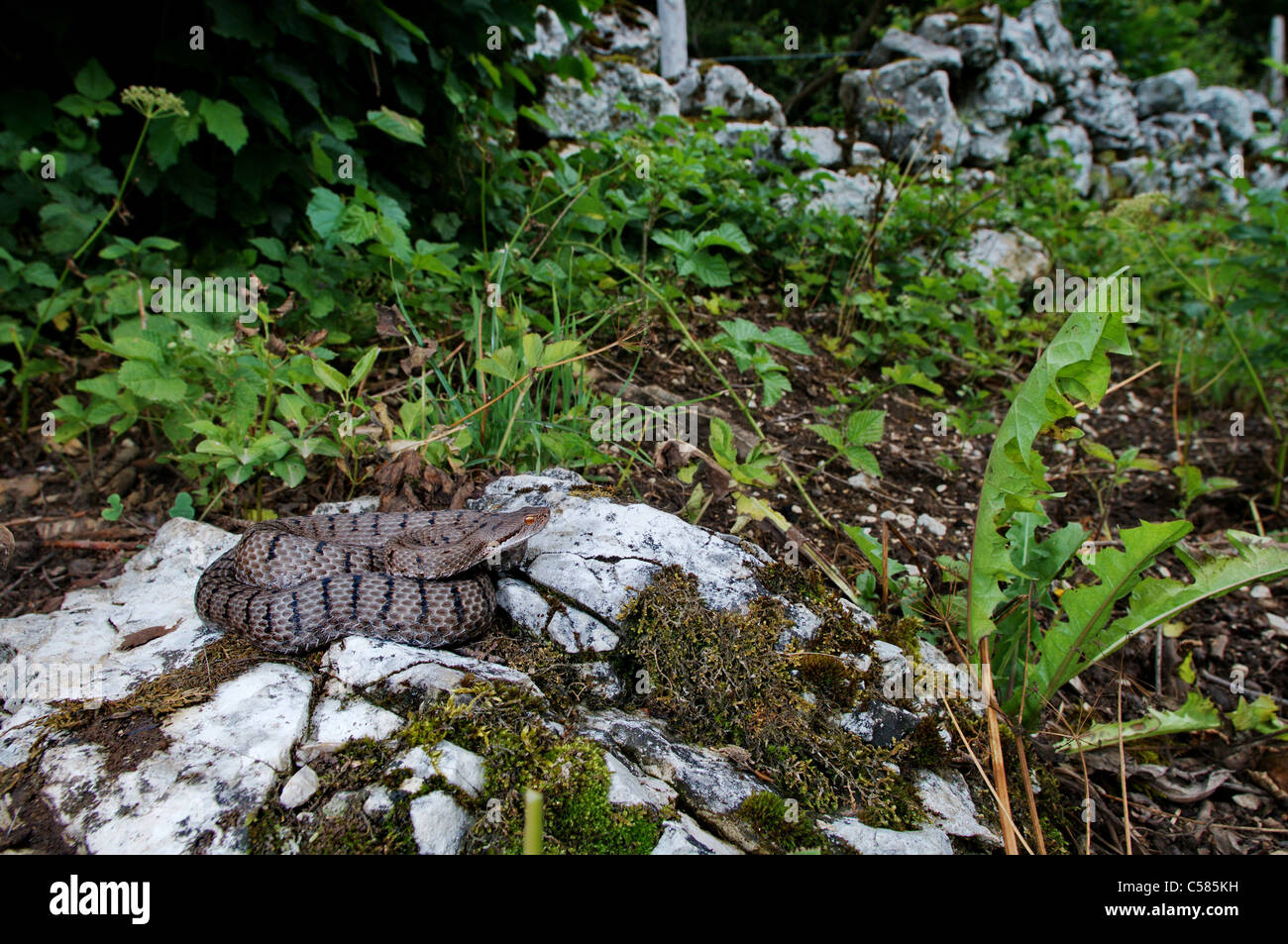 Asp viper vipera aspis snake immagini e fotografie stock ad alta ...