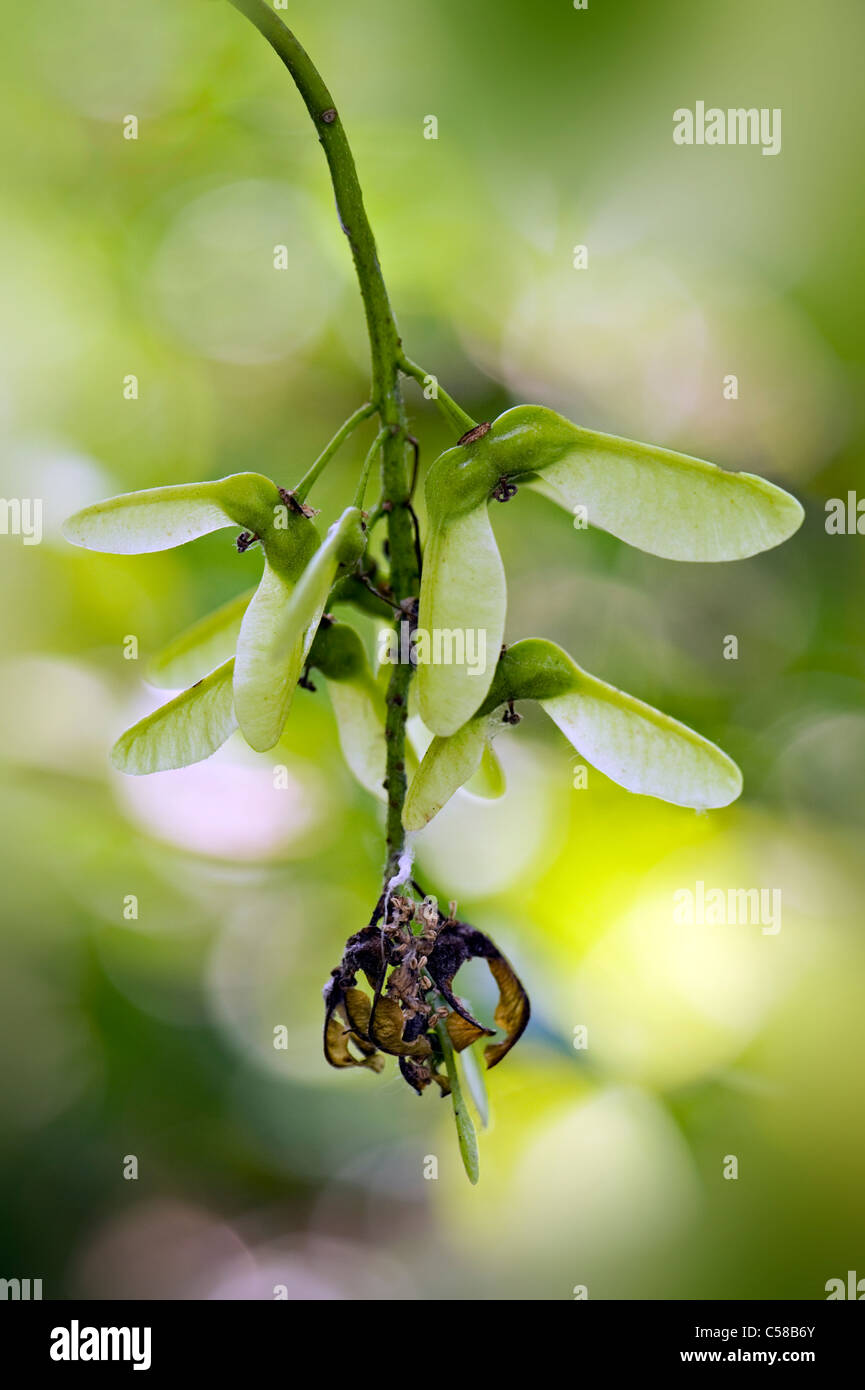 Semi di acero immagini e fotografie stock ad alta risoluzione - Alamy