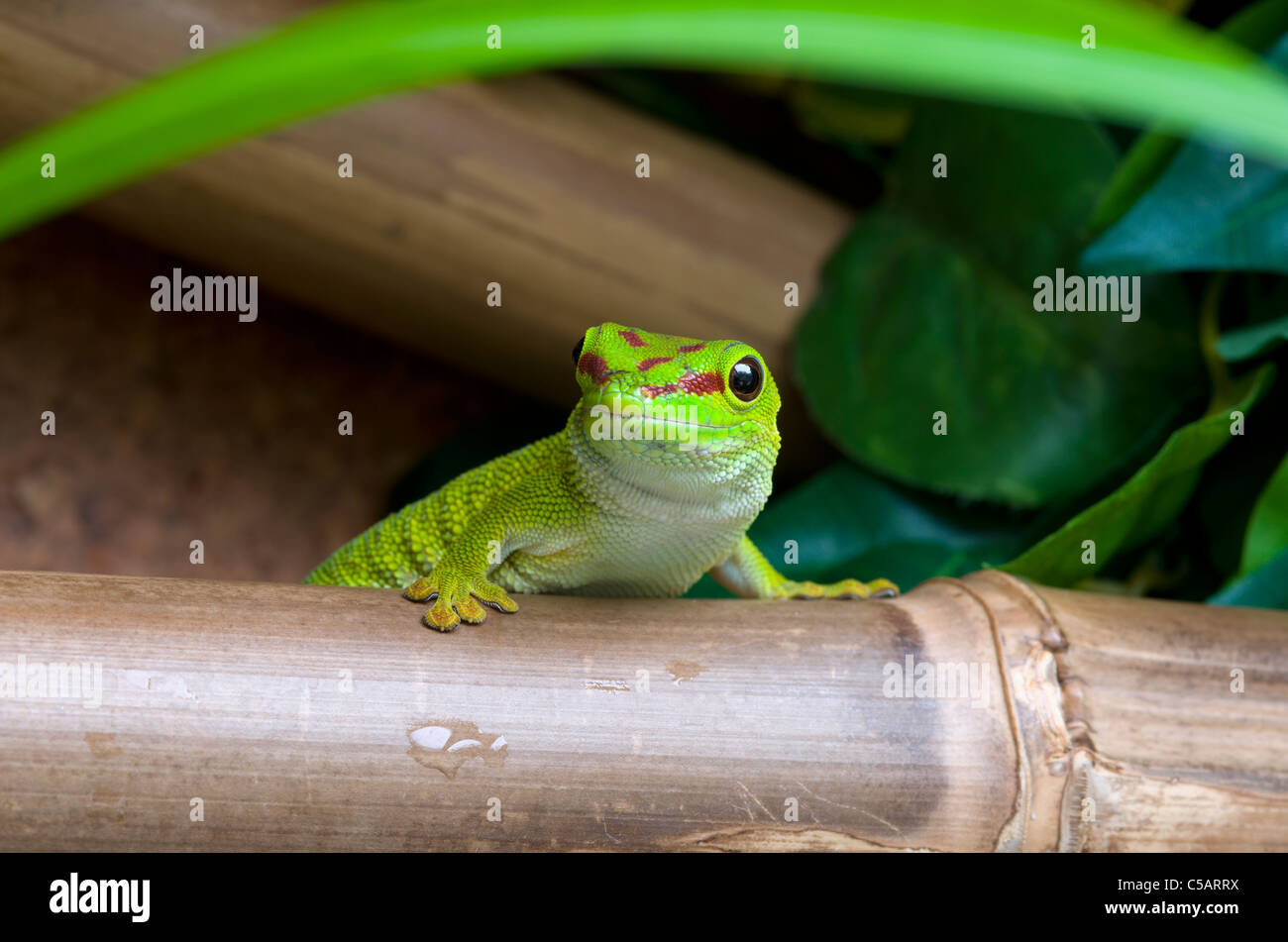 Geco gigante del madagascar immagini e fotografie stock ad alta ...