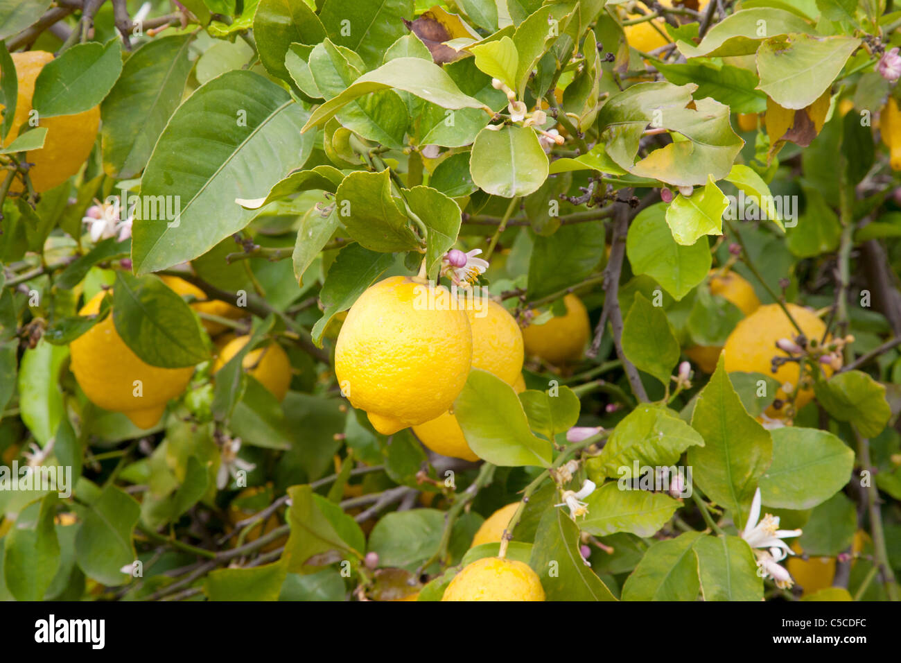 Citrus limon eureka immagini e fotografie stock ad alta risoluzione - Alamy