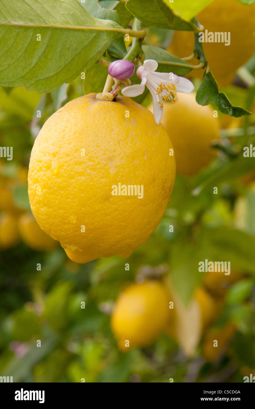 Citrus limon eureka immagini e fotografie stock ad alta risoluzione - Alamy