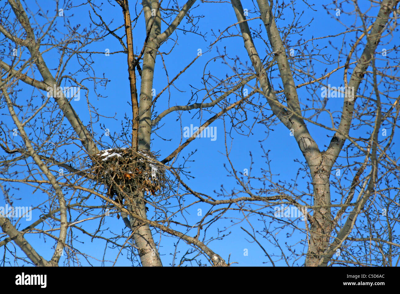 Nido di biologia immagini e fotografie stock ad alta risoluzione - Alamy