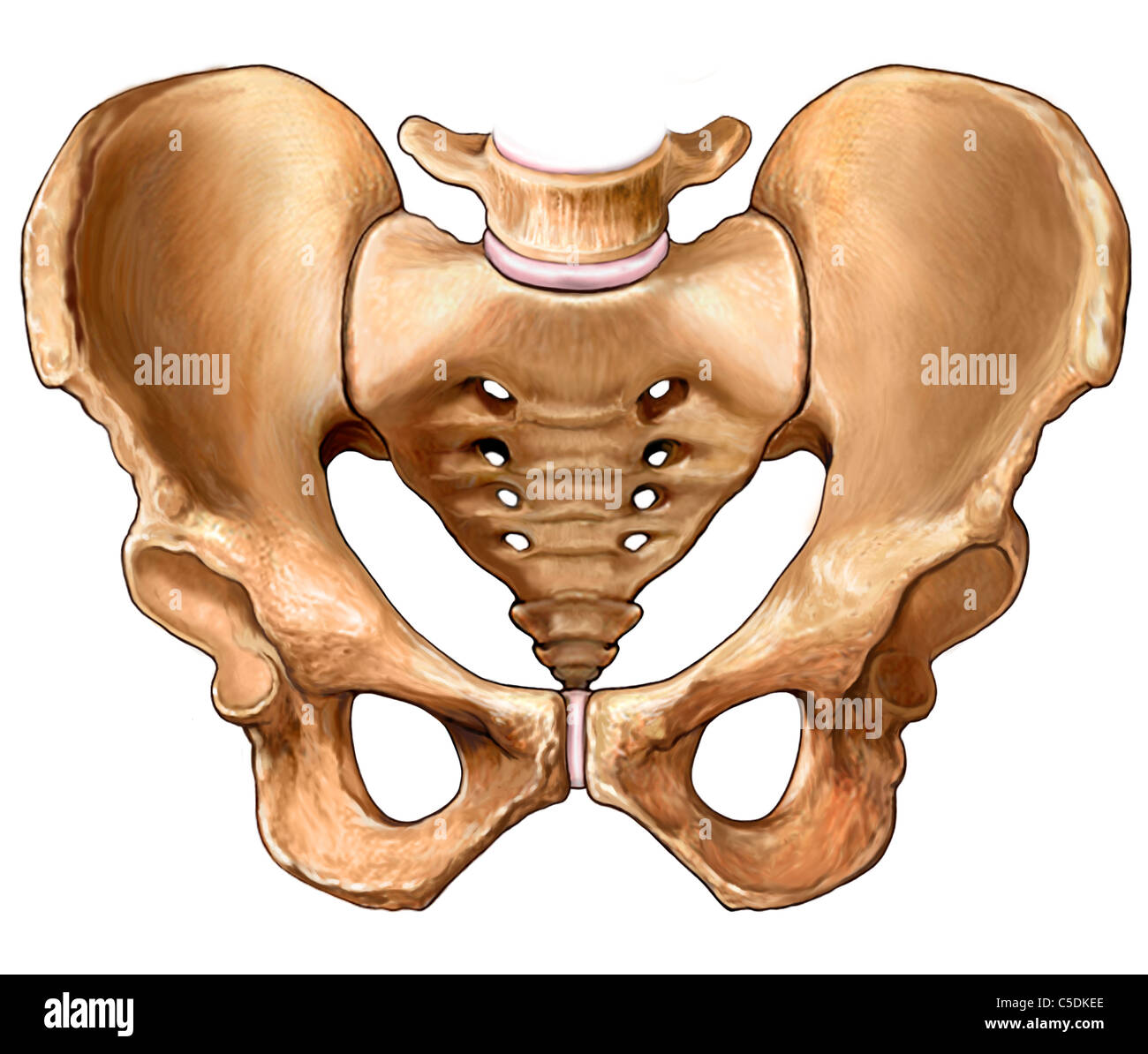 Cresta dell'anca immagini e fotografie stock ad alta risoluzione - Alamy