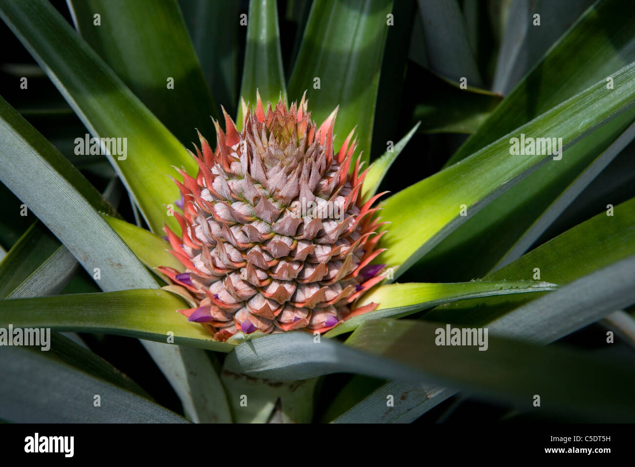 Pianta di ananas immagini e fotografie stock ad alta risoluzione - Alamy