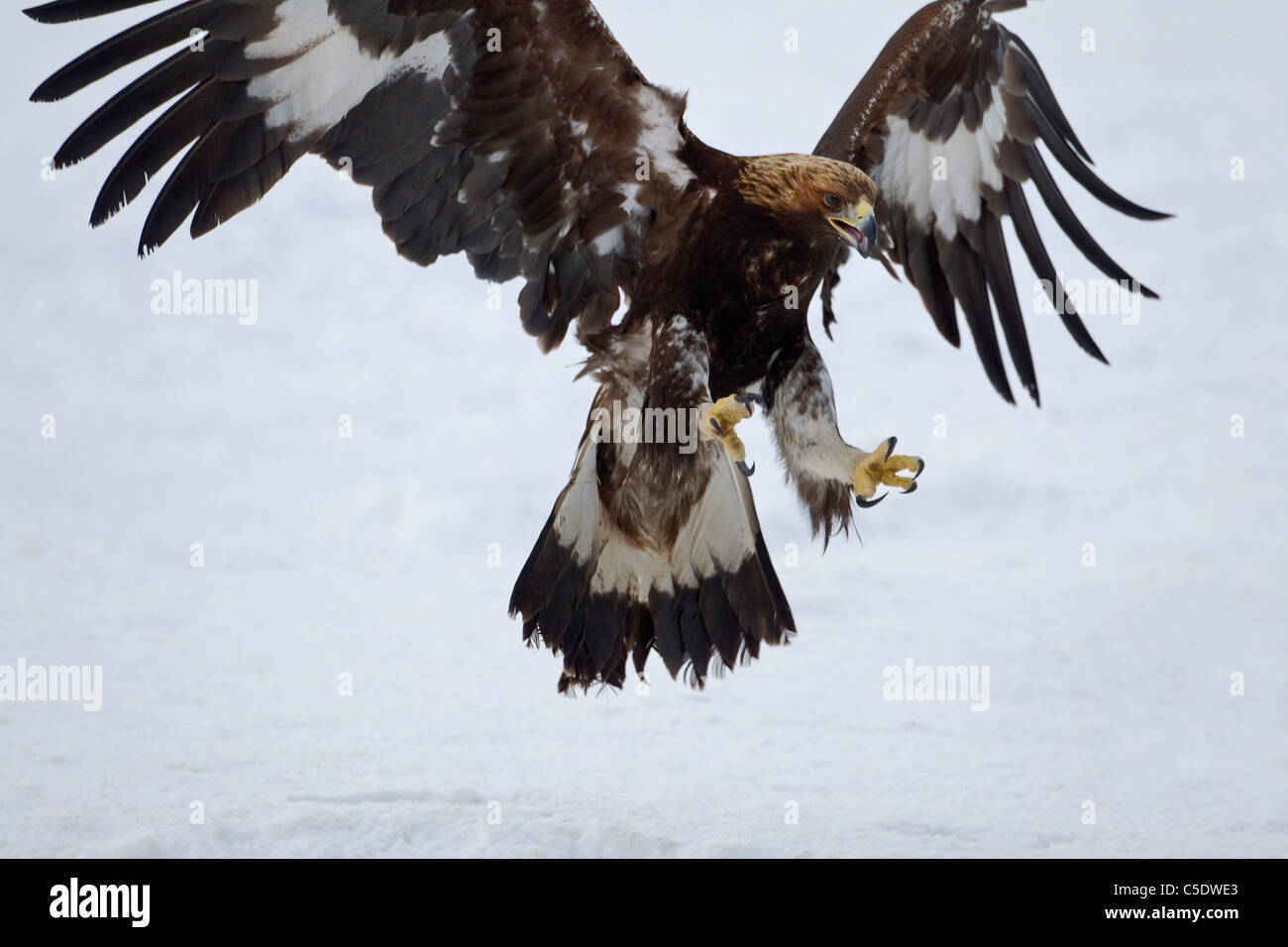 Aquila arrabbiata immagini e fotografie stock ad alta risoluzione - Alamy