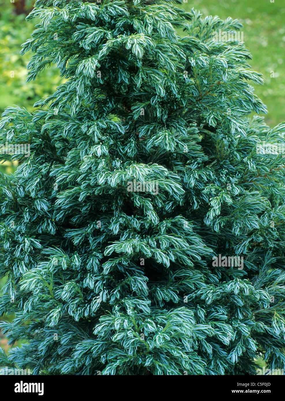 Cipresso conifere conifere sempreverdi sempreverdi alberi alberi piante ...