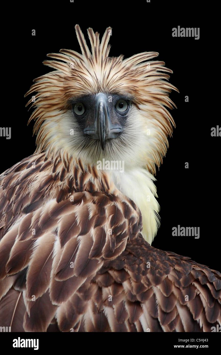 Philippine Eagle (Pithecophaga jefferyi) ritratto con sfondo nero Foto ...