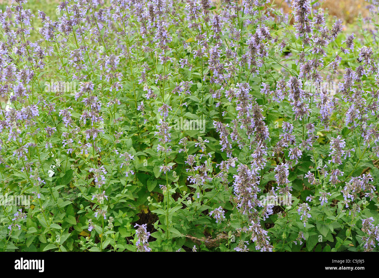 Giant nepitella - Caucaso nepitella (Nepeta grandiflora) Fioritura in ...
