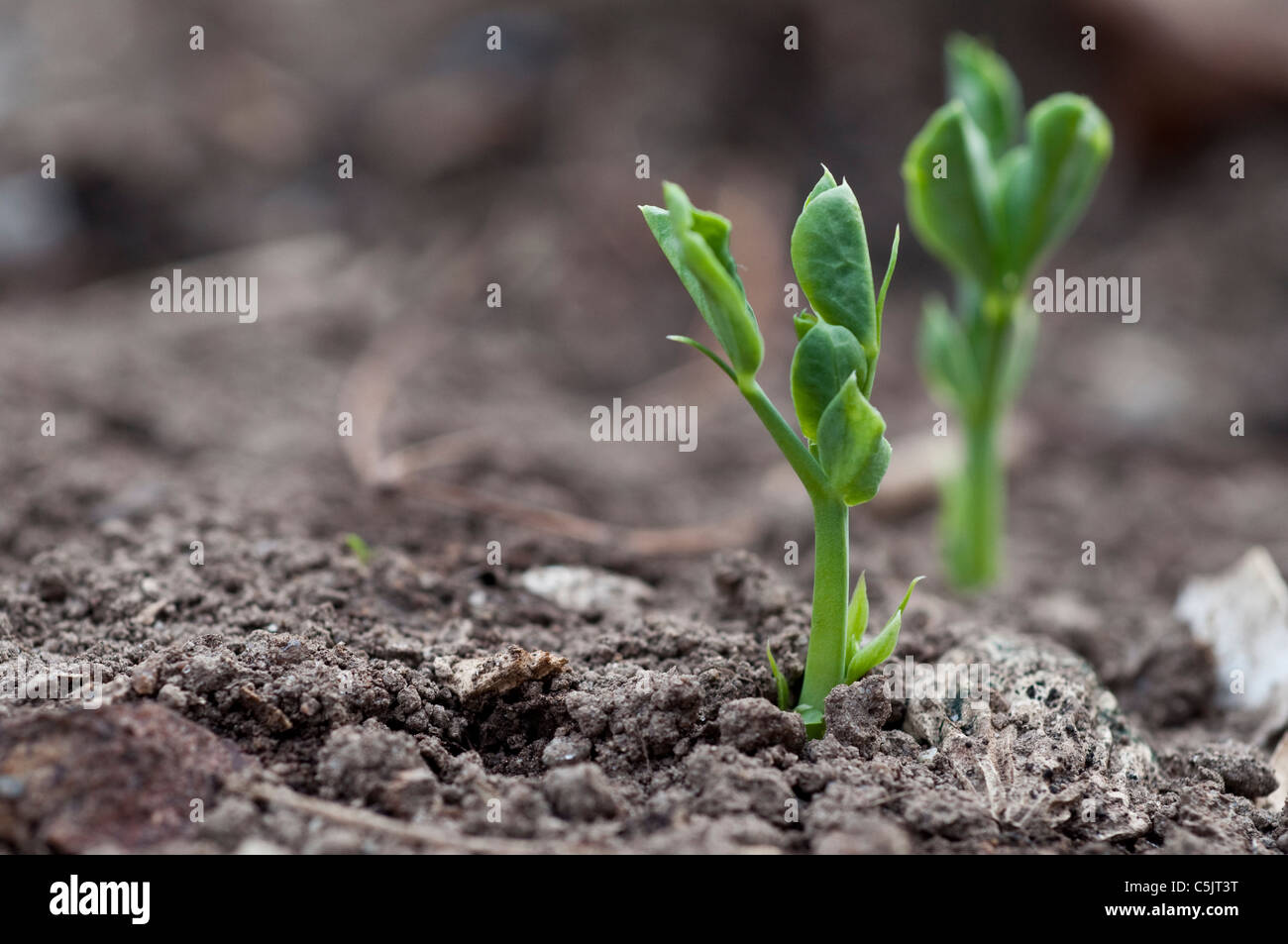 Germogli di pisello in terra immagini e fotografie stock ad alta ...
