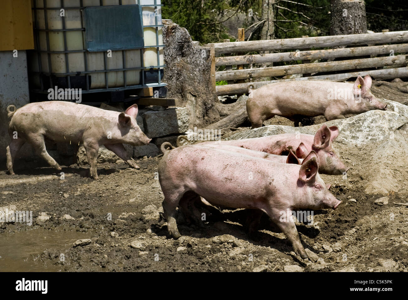 Bovini suini immagini e fotografie stock ad alta risoluzione - Alamy
