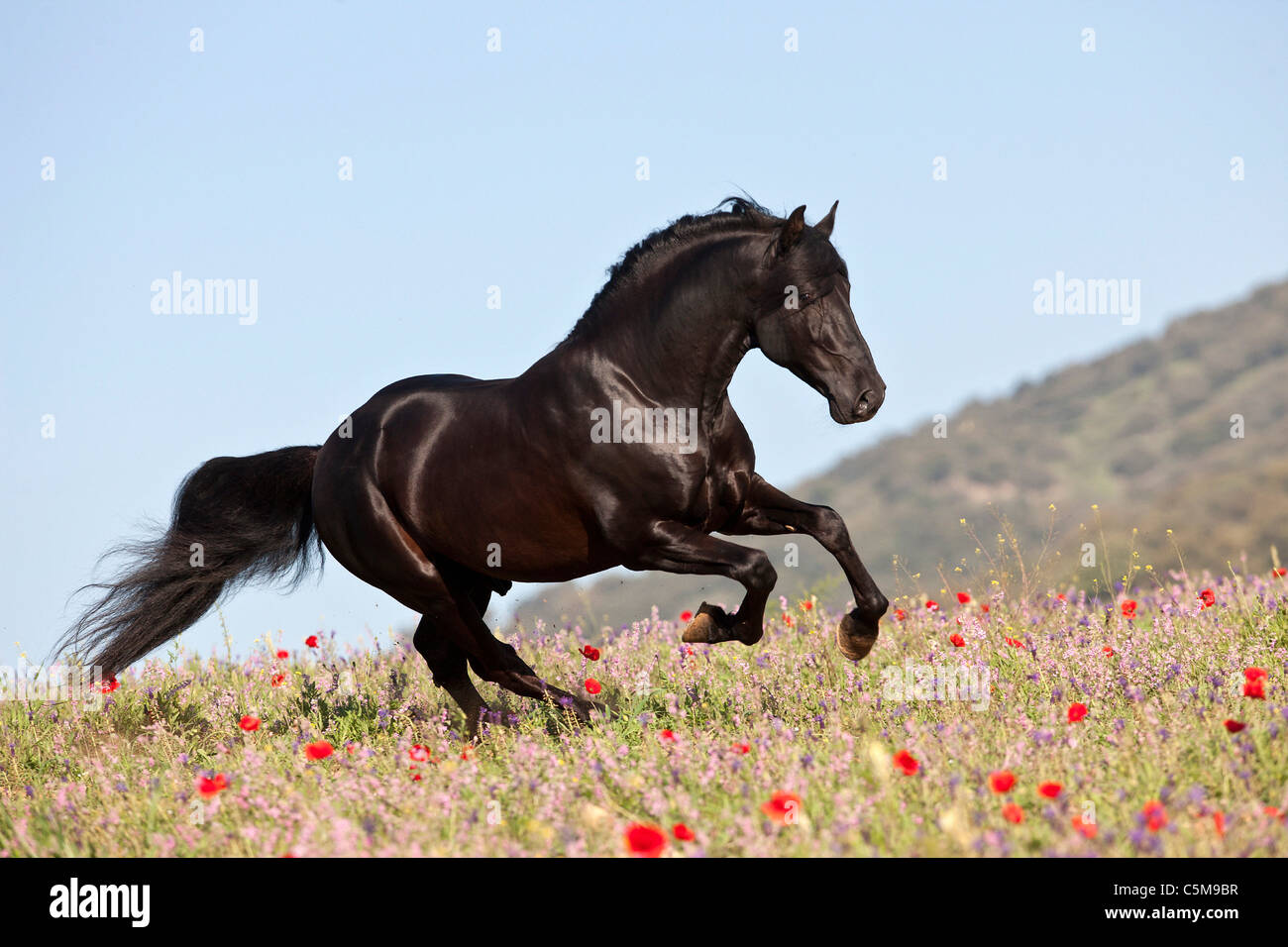 Pura spagnola a cavallo di razza andaluso. Stallone nero al galoppo sul ...