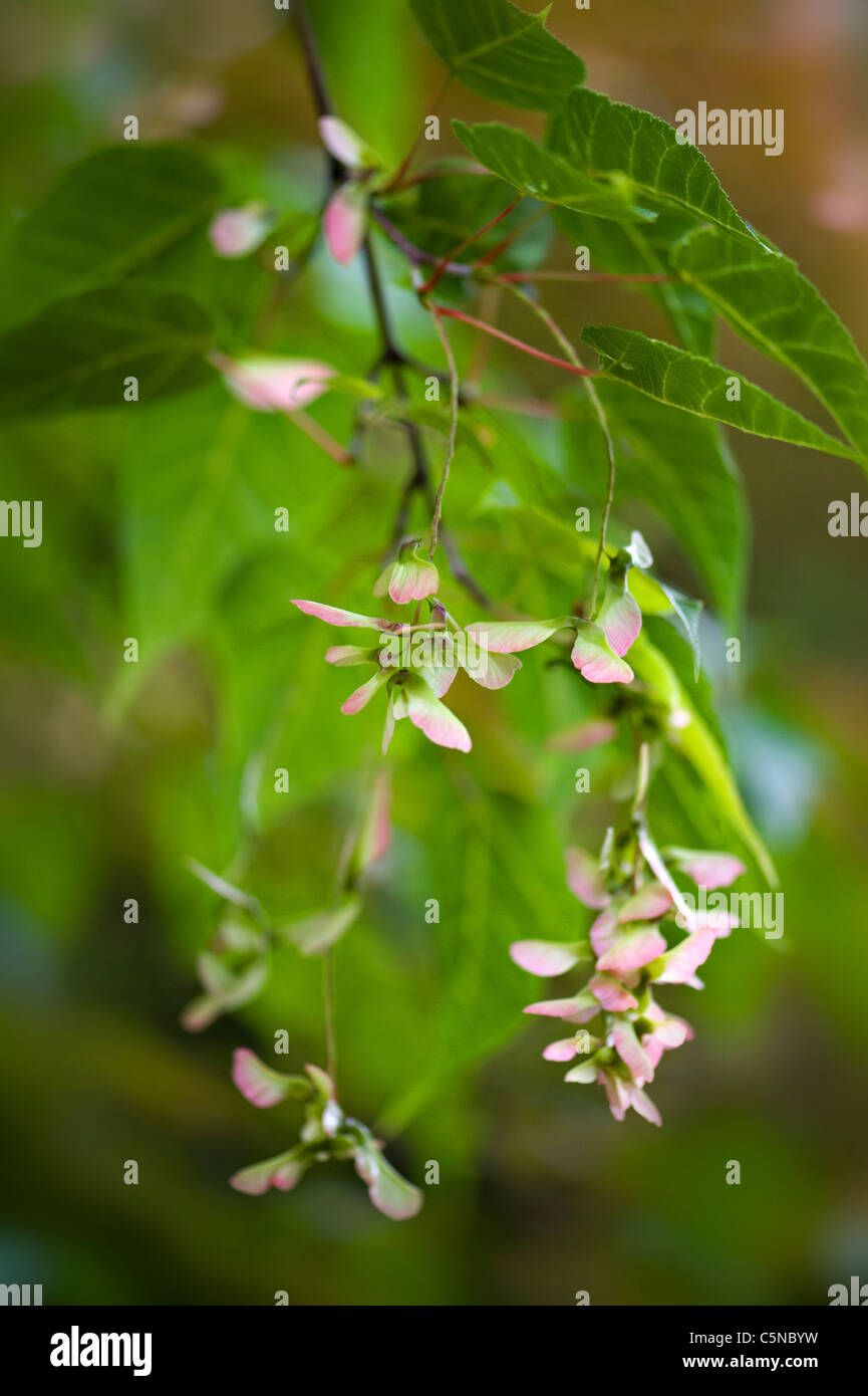 Semi di acero immagini e fotografie stock ad alta risoluzione - Alamy