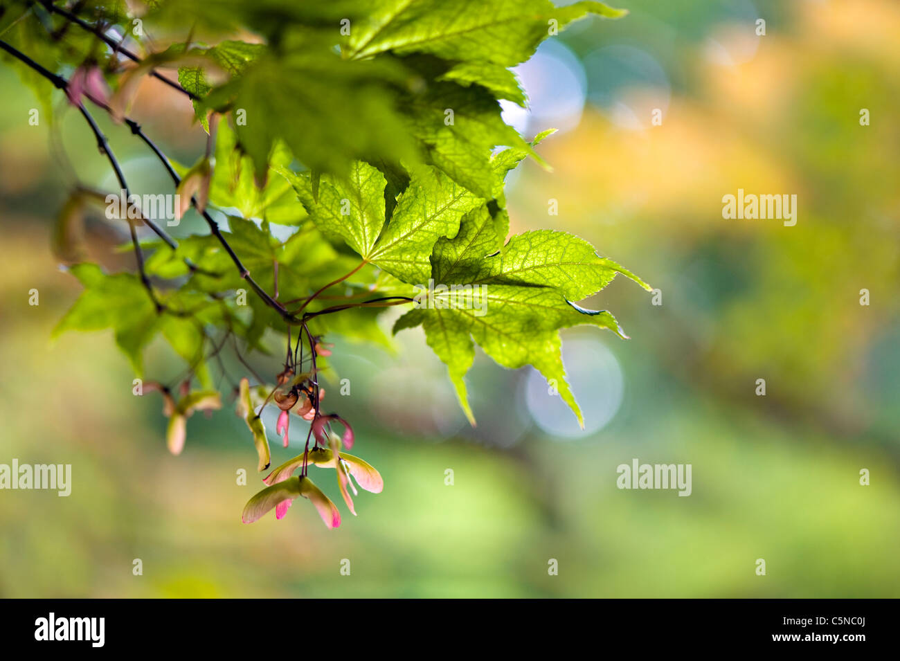 Semi di acero immagini e fotografie stock ad alta risoluzione - Alamy