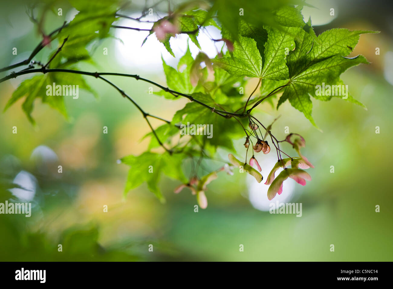 Semi di acero immagini e fotografie stock ad alta risoluzione - Alamy
