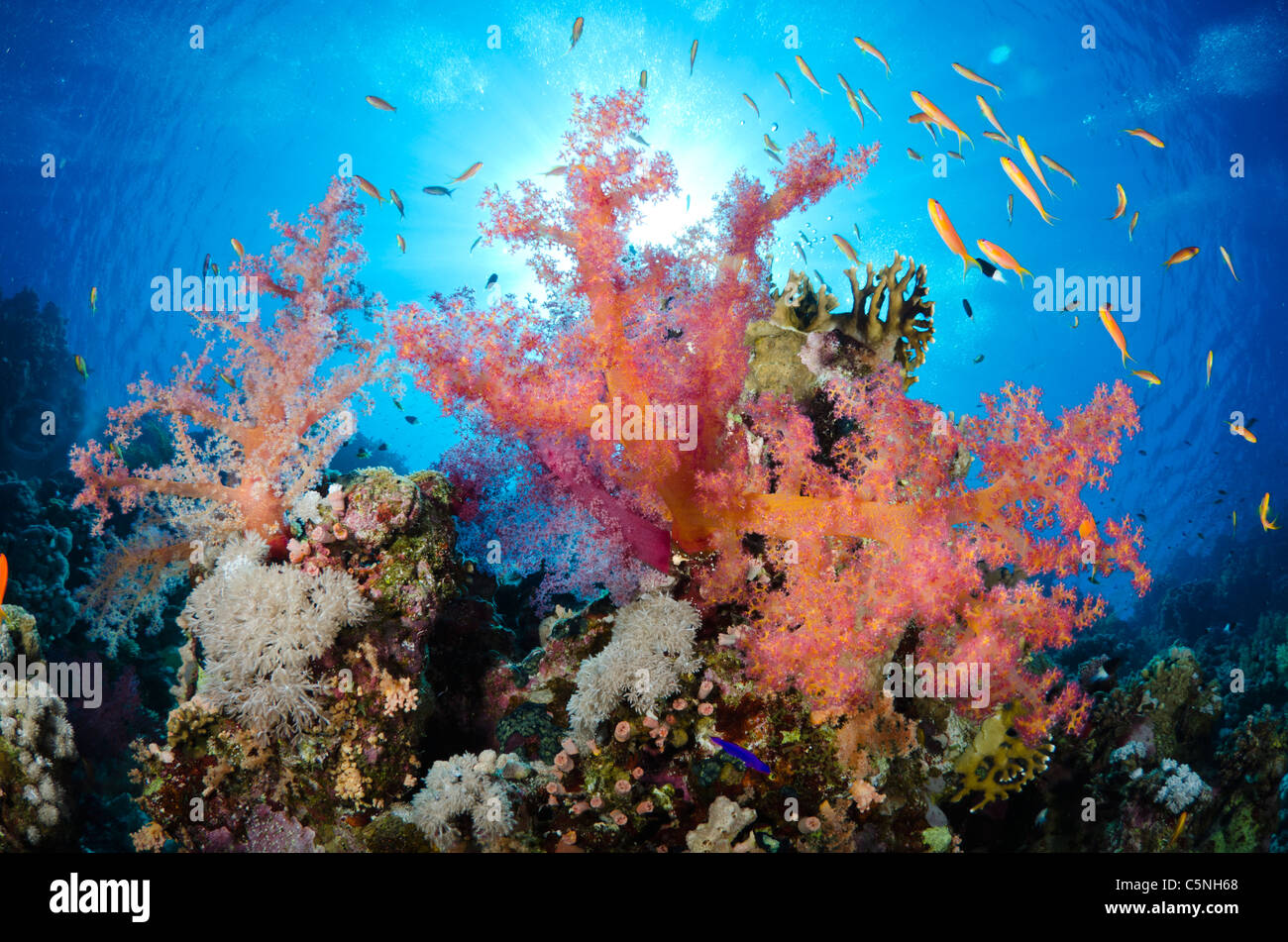 Ricca barriera corallina, stretto di Tiran, Mar Rosso, Sinai, Egitto ...