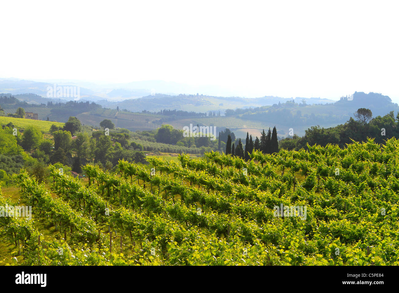 Vigneto in toscana immagini e fotografie stock ad alta risoluzione - Alamy