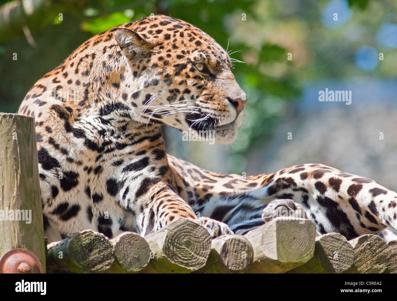 Jaguars panthera onca immagini e fotografie stock ad alta risoluzione ...