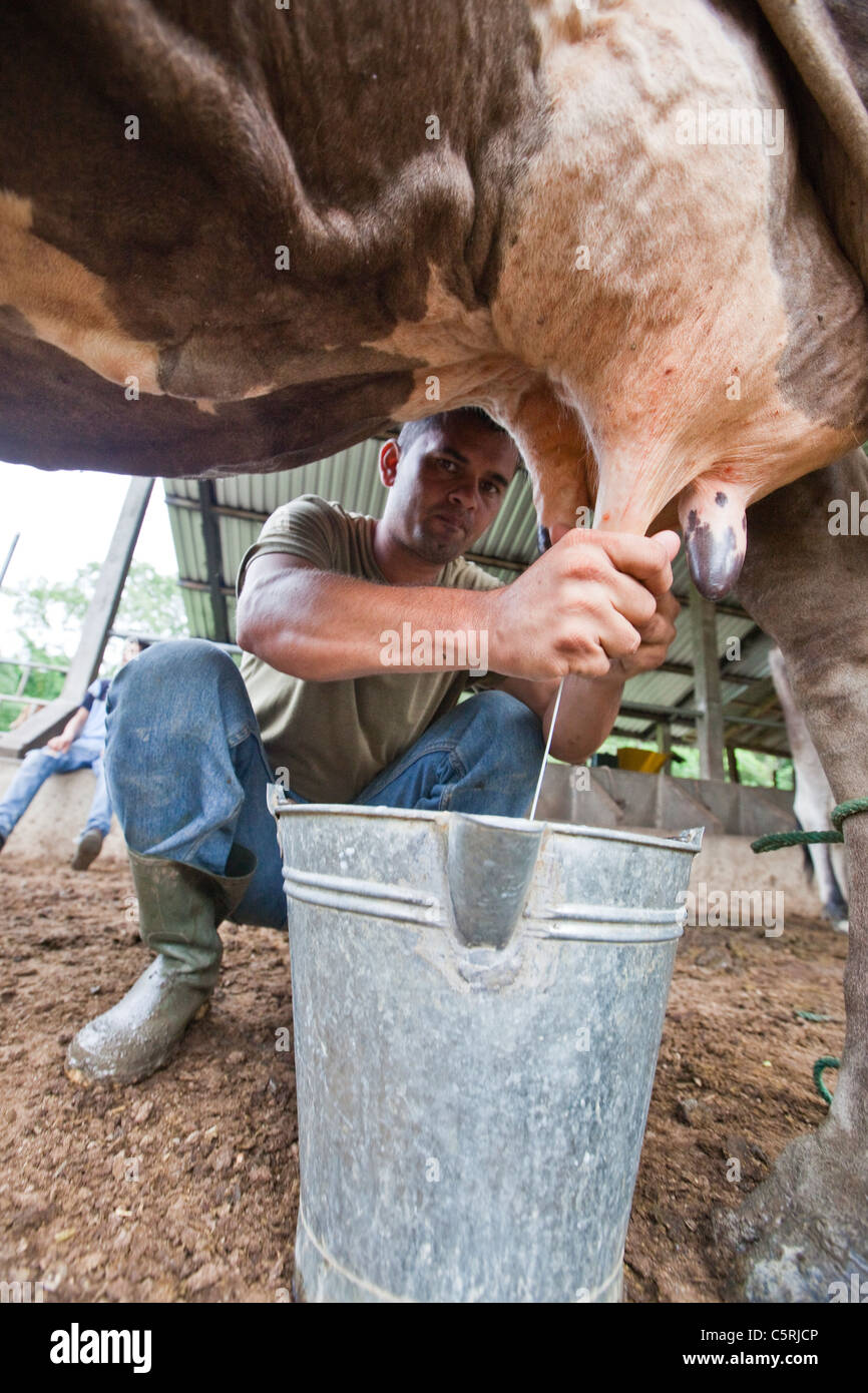 La mungitura della mucca immagini e fotografie stock ad alta ...