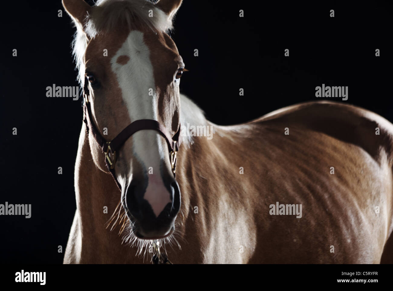 Testa di cavallo su sfondo nero immagini e fotografie stock ad alta ...