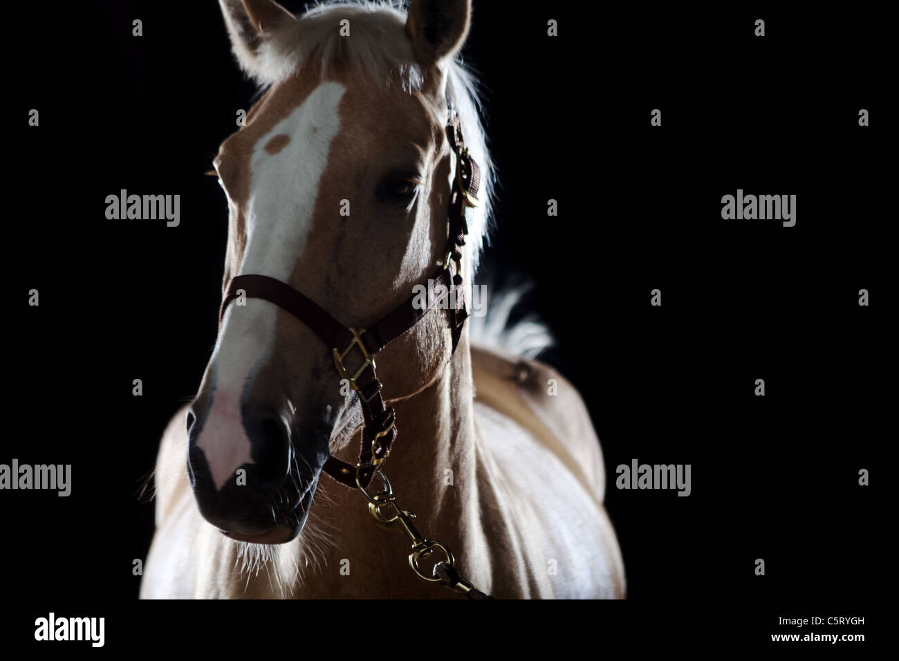 Testa di cavallo su sfondo nero immagini e fotografie stock ad alta ...
